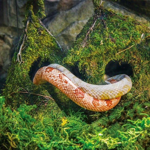 GALAPAGOS Raindrop Deco Birdhouse, Fresh Green - Chewy.com