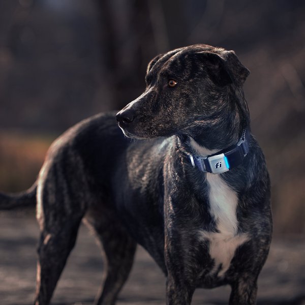 Temporarily Unavailable - FI Series 2 GPS Tracker Smart Dog Collar ...