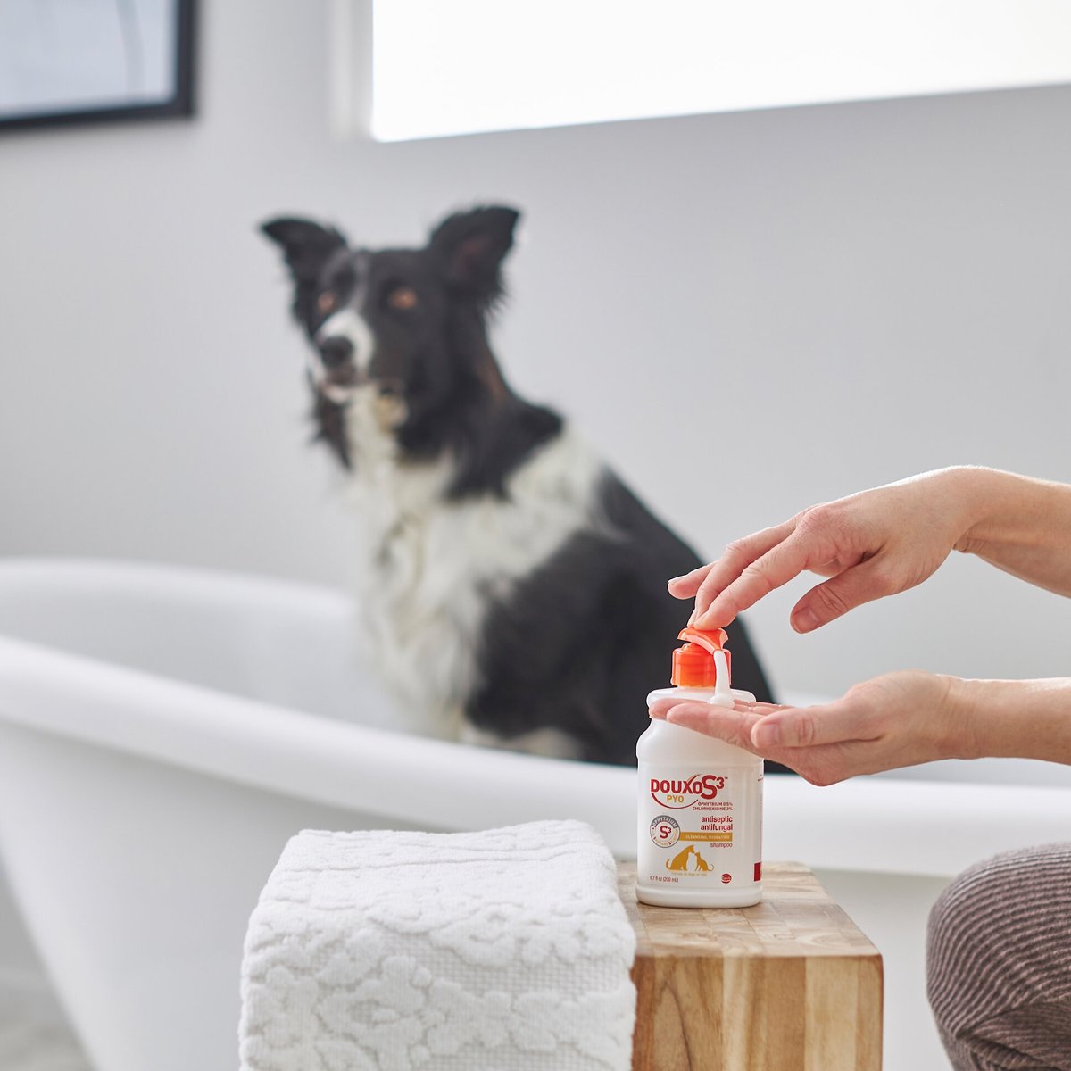 DOUXO S3 PYO Antiseptic Antifungal Chlorhexidine Dog & Cat Shampoo, 6.7 ...