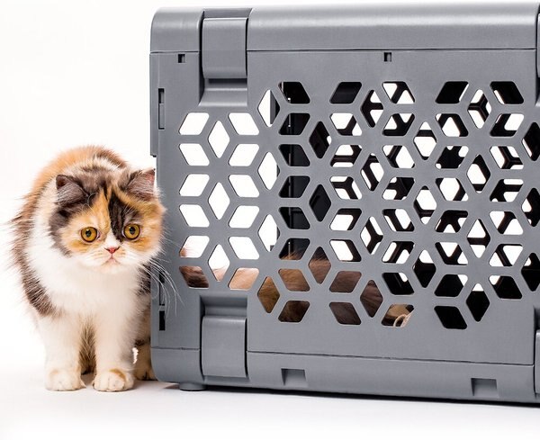 Temporarily Unavailable - KINDTAIL Pawd Collapsible Dog & Cat Crate ...