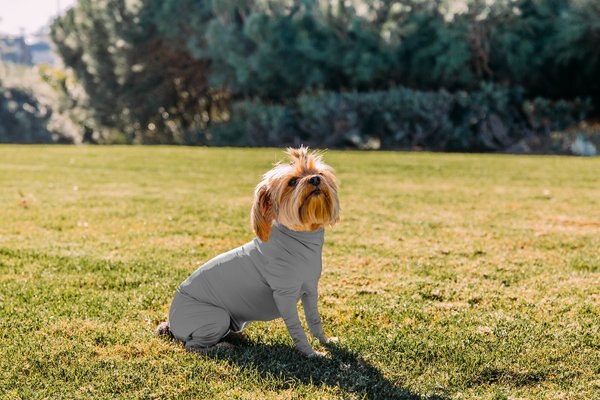 SHED DEFENDER Original Dog Onesie, Heather Grey, Mini - Chewy.com
