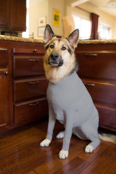 SHED DEFENDER Original Dog Onesie, Black, Giant - Chewy.com