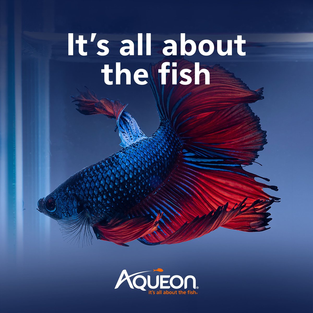 AQUEON PURE Betta Beads Aquarium Water Care, 8.8-oz bag, Blue - Chewy.com