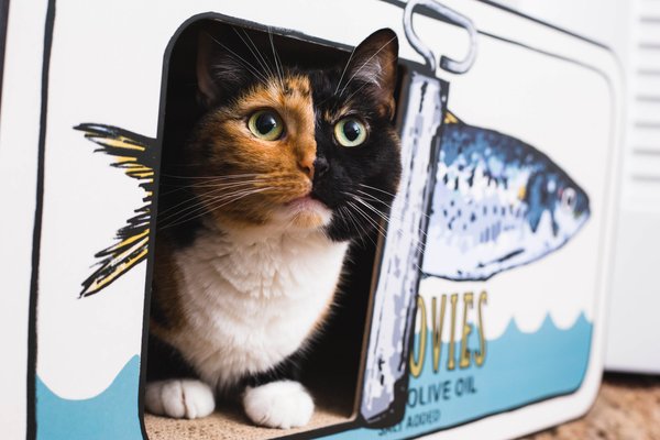 Temporarily Unavailable - PARK & BENCH Catalan Cat Scratcher, Olive ...