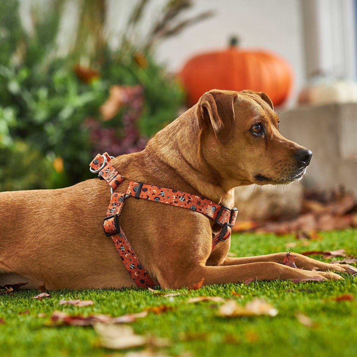 DISNEY Minnie Halloween Dog Harness, Small - Chewy.com