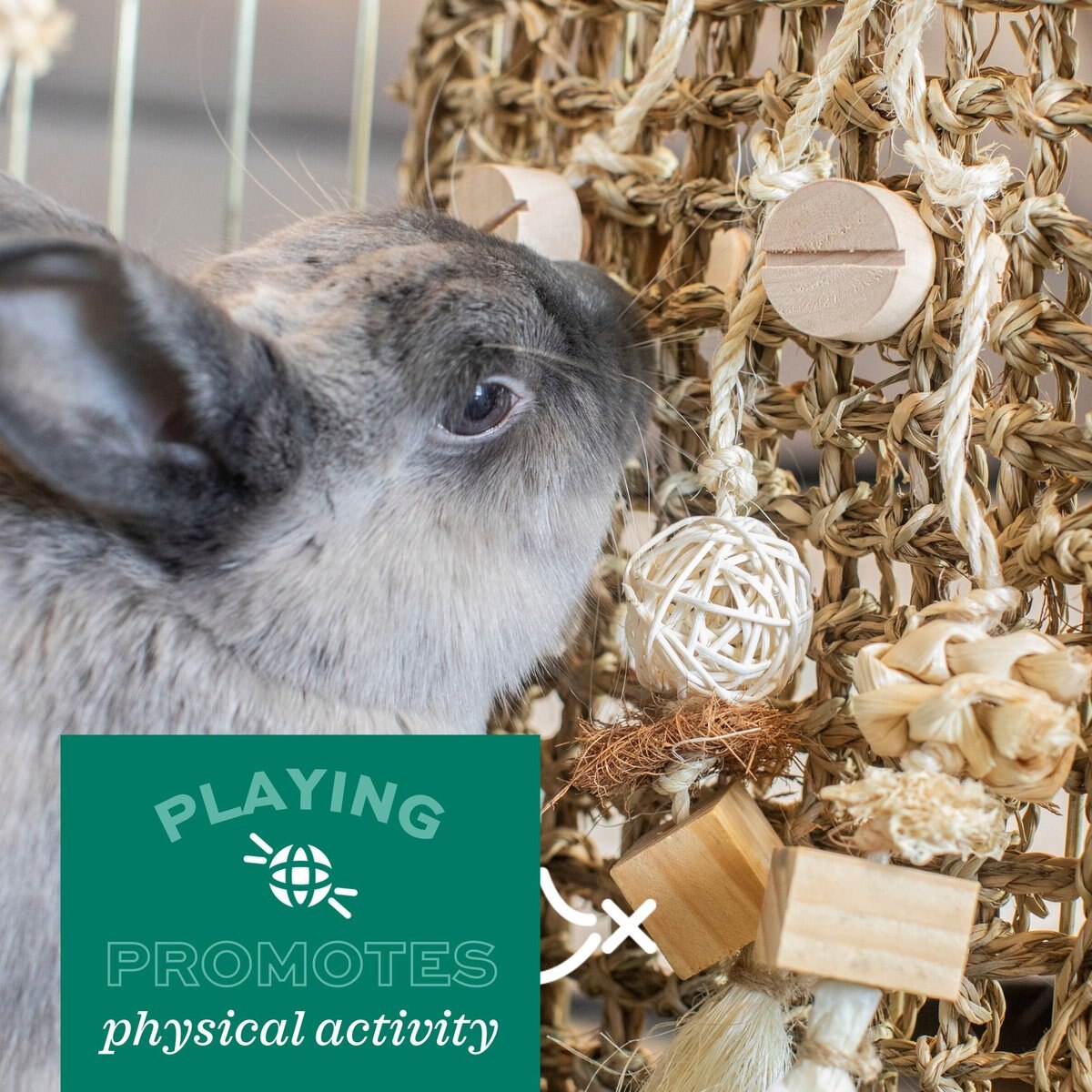 OXBOW Enriched Life Hide Box Hanger Small Animal Toy - Chewy.com