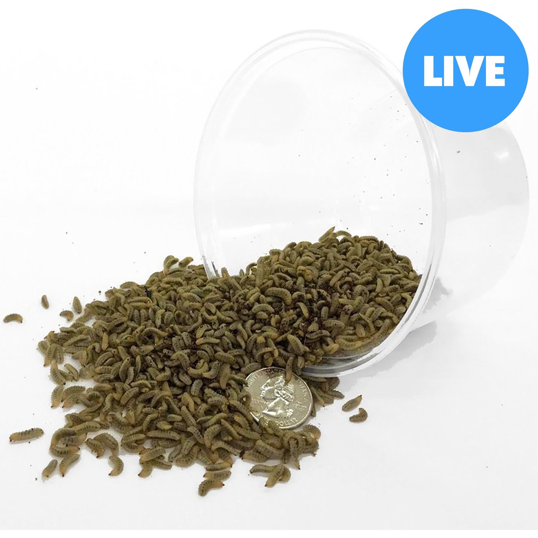 SYMTON Small Live Black Soldier Fly Larvae Lizard Food, 5,000 count ...