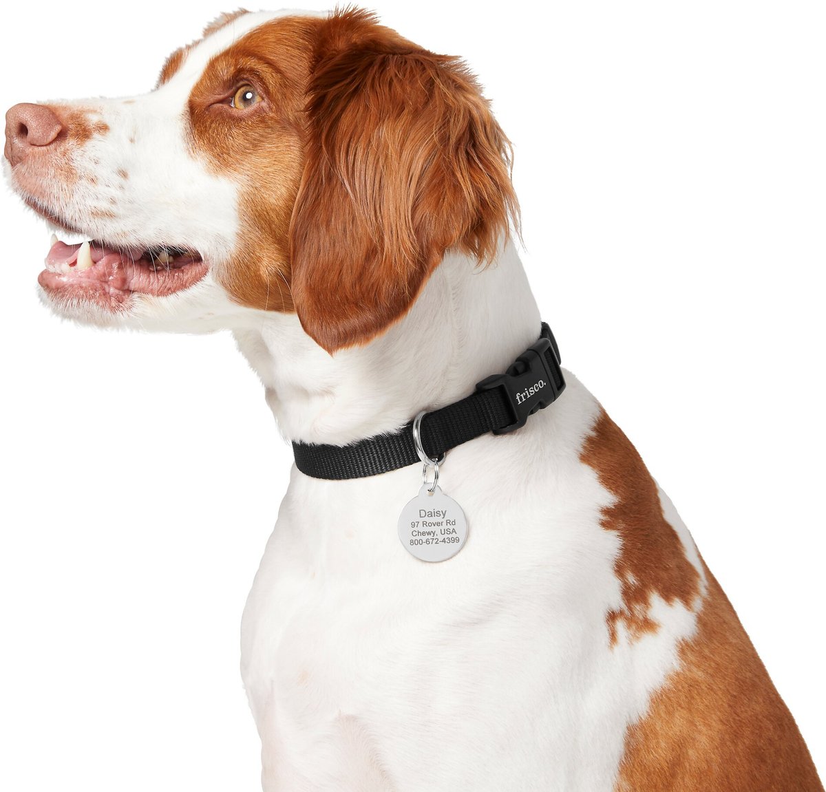 FRISCO Chewy Stainless Steel Personalized Dog & Cat ID Tag with Enamel ...