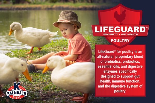KALMBACH FEEDS All Natural Duck & Goose Food, 50-lb bag - Chewy.com