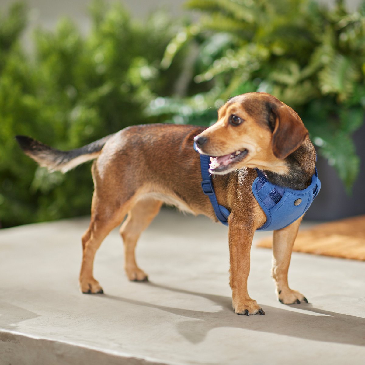 FRISCO Comfort Padded Dog Harness, True Navy, Small - Chewy.com