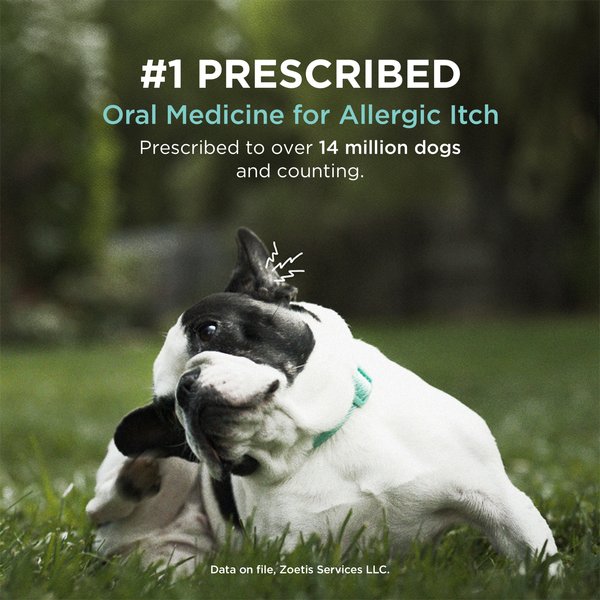 APOQUEL (oclacitinib) Tablets for Dogs, 5.4-mg, 60 tablets - Chewy.com