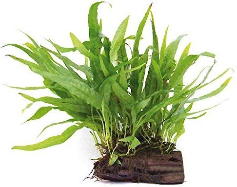 Temporarily Unavailable - AQUALEAF AQUATICS Java Fern Driftwood ...