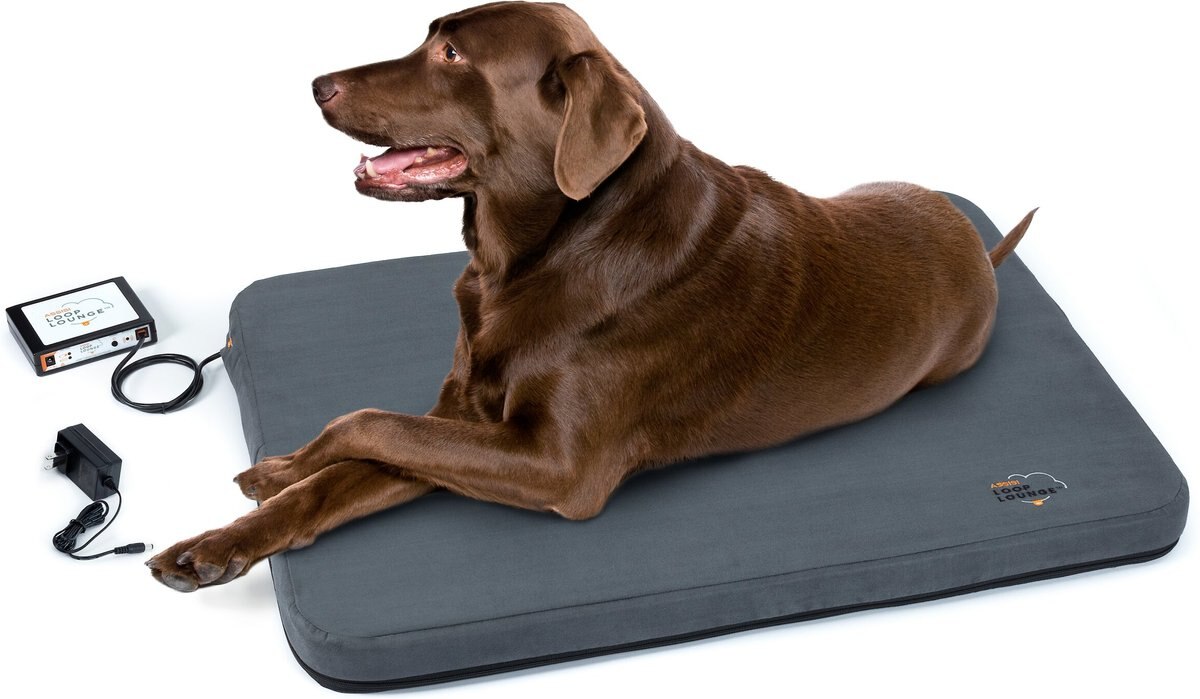 ASSISI ANIMAL HEALTH Loop Lounge tPEMF Dog & Cat System, Medium - Chewy.com