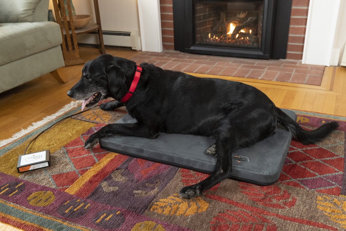 ASSISI ANIMAL HEALTH Loop Lounge tPEMF Dog & Cat System, Medium - Chewy.com