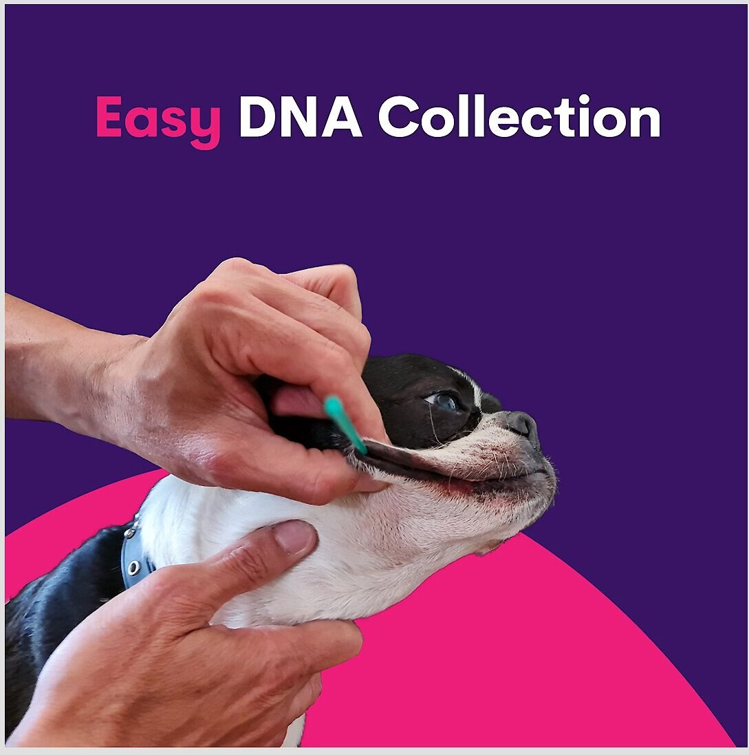 ORIVET Geno Pet Dog DNA Breed Identification Test - Chewy.com