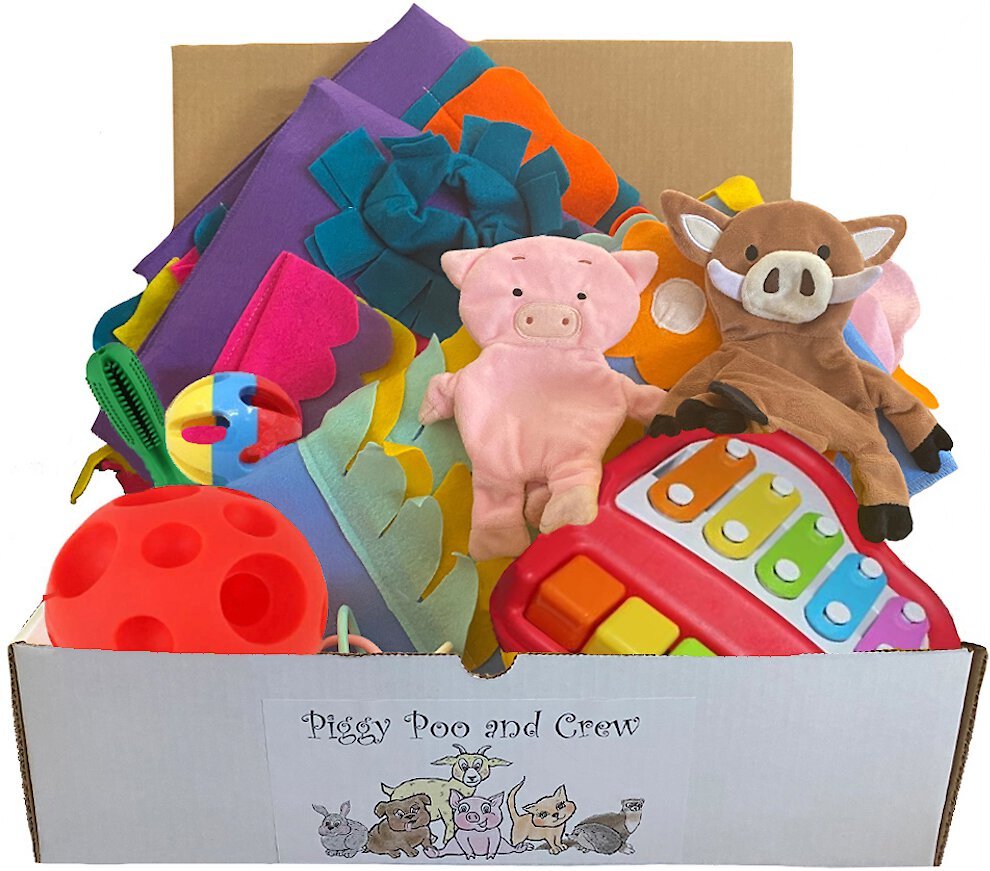 PIGGY POO AND CREW Pig Box Treat & Toy Kit, Green - Chewy.com
