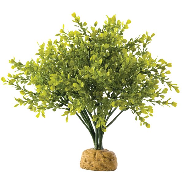 EXO TERRA Cholla Cactus Skeleton Reptile Terrarium Plant, Large - Chewy.com