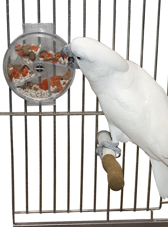 CAITEC Featherland Paradise Foraging Wheel Bird Toy - Chewy.com