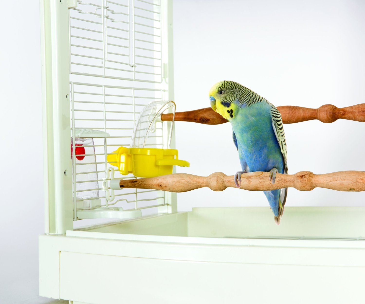 CAITEC Featherland Paradise Cage Mounted Hooded Cup Bird Toy, Small ...