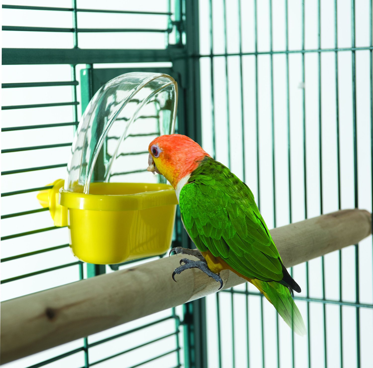 CAITEC Featherland Paradise Cage Mounted Hooded Cup Bird Toy, Large ...