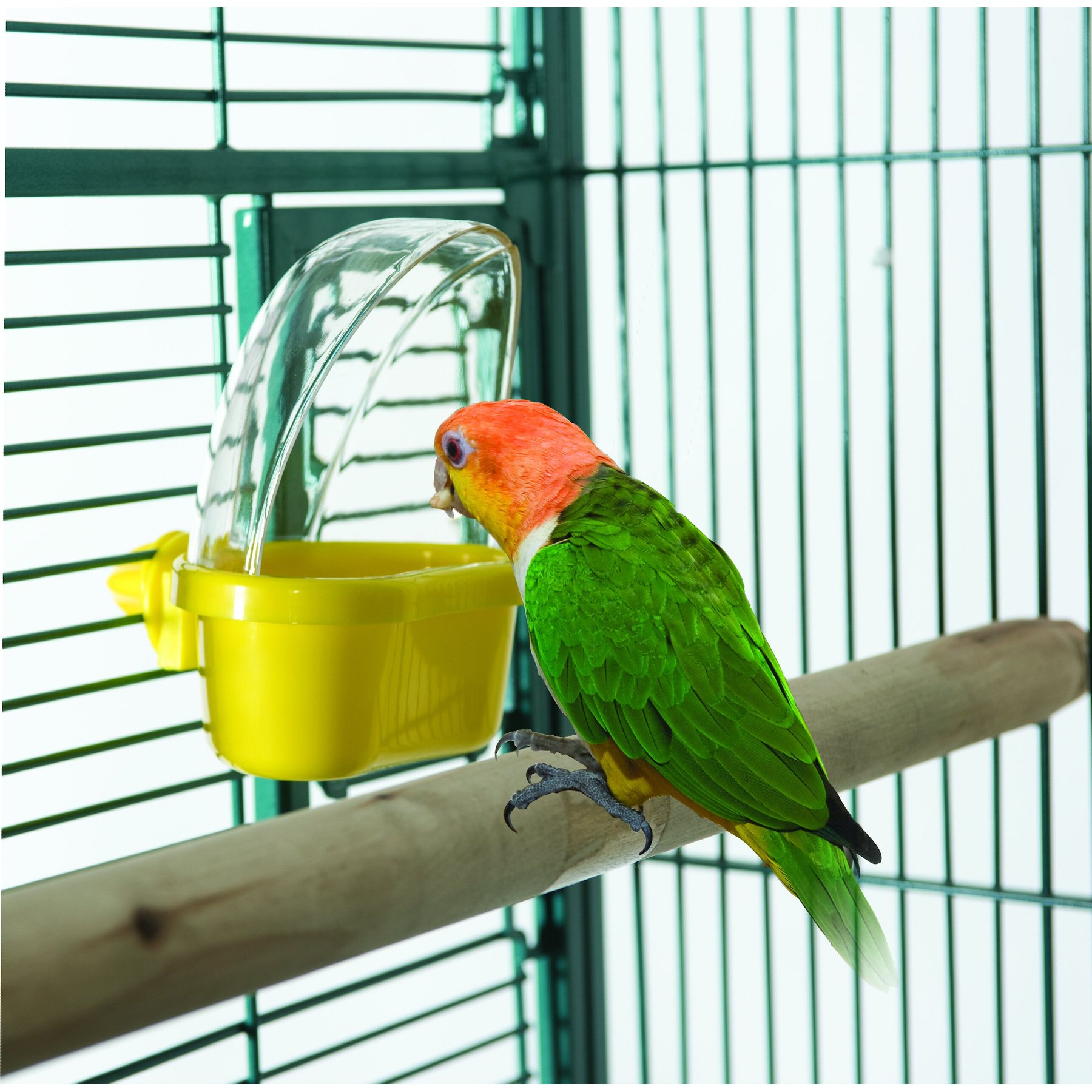 CAITEC Featherland Paradise Cage Mounted Hooded Cup Bird Toy, Large ...