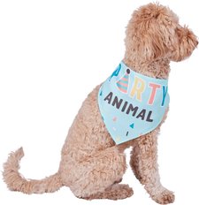 Pet Birthday Gifts For Dogs & Cats - Free Shipping | Chewy