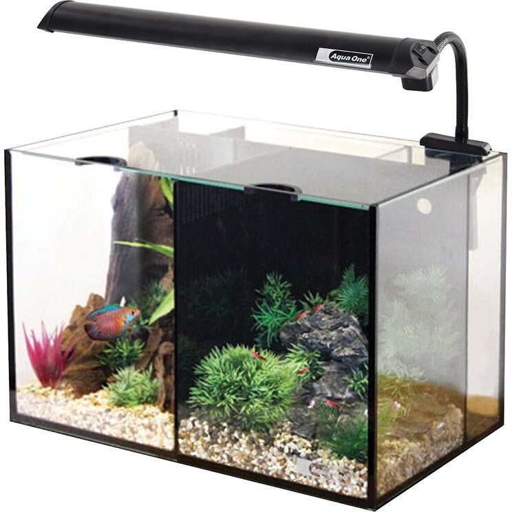 5 Gallon Fish Tank (Free Shipping) | Chewy