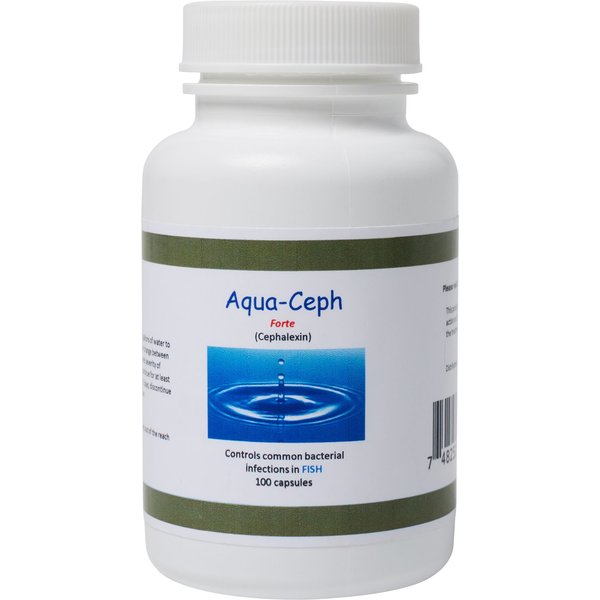 MIDLAND VET SERVICES Aqua-Mox Forte Amoxicillin Fish Antibiotic, 100 ...