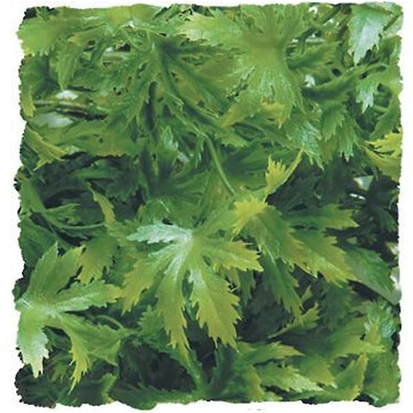 ZOO MED Mexican Phyllo Artificial Plant - Chewy.com