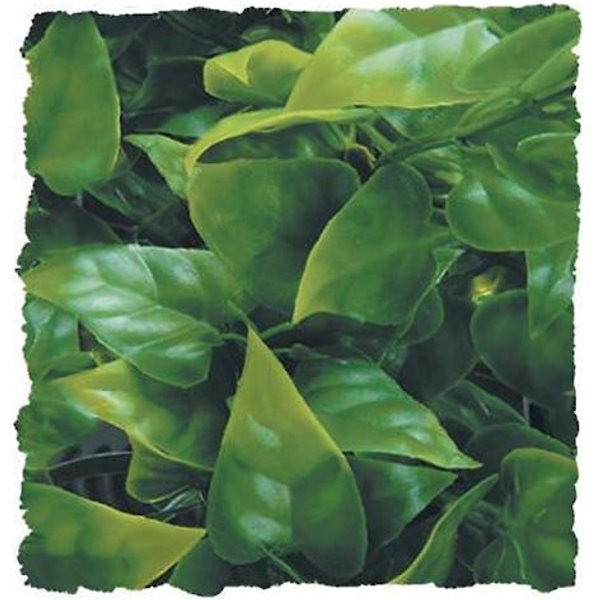 ZOO MED Premium Sand Blasted Grapevine Artificial Plant, X-Large ...