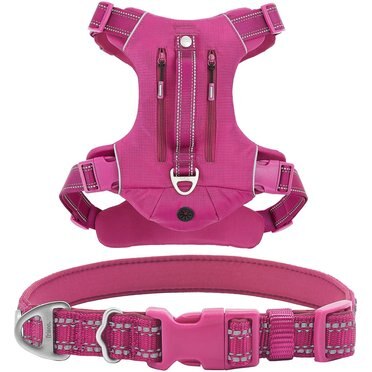 Comfortable Dog Collars (Free Shipping) | Chewy