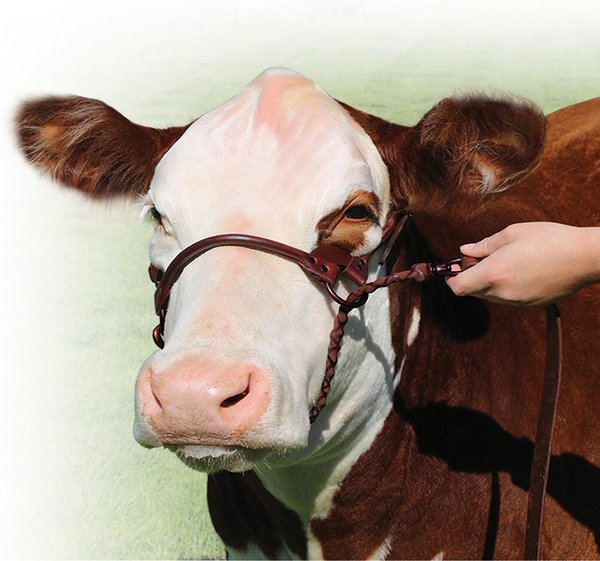 SULLIVAN SUPPLY 1st Class Show Farm Animal Halter, Brown, 1,100-1,500 ...