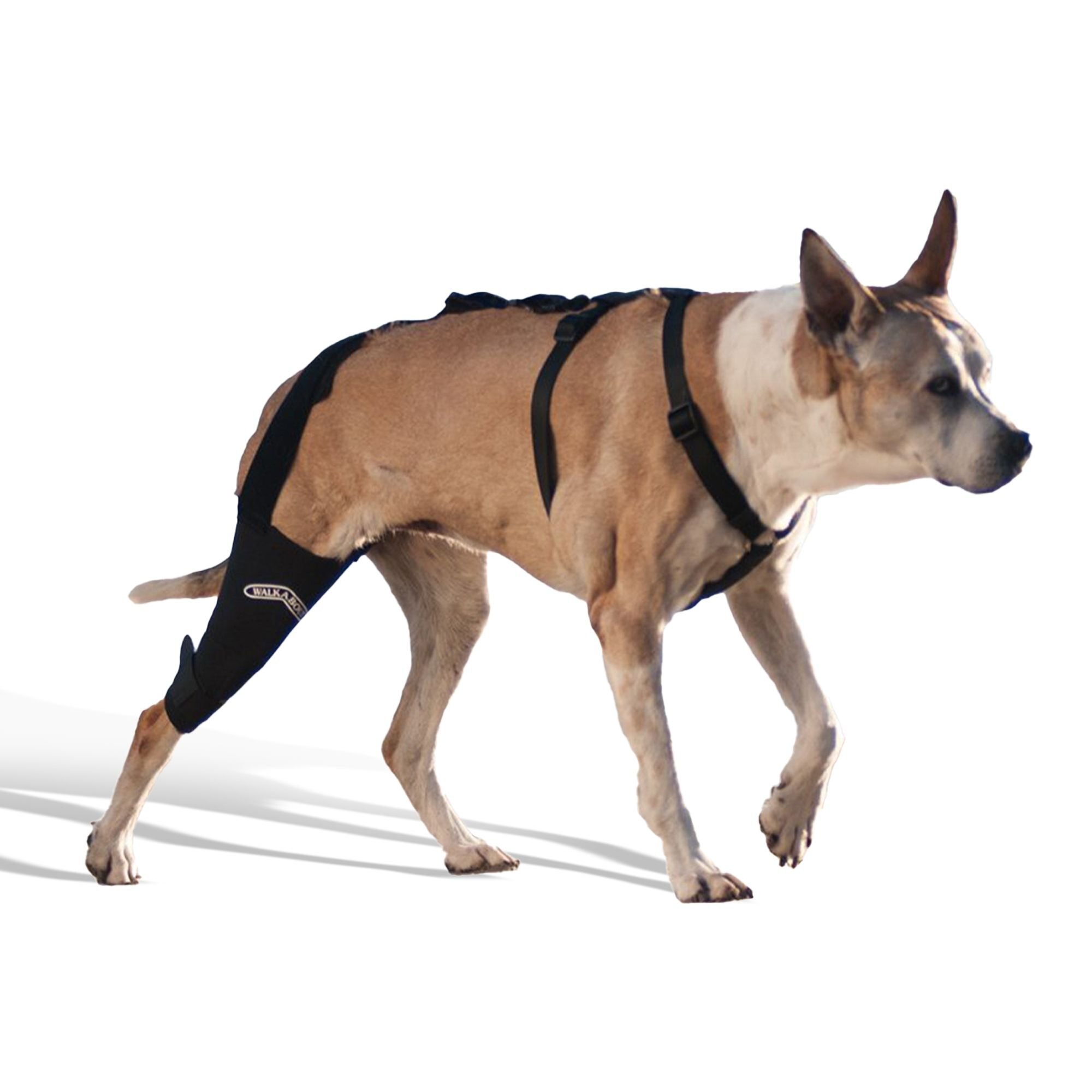 Questions and Answers about WALKABOUT Dog & Cat Knee Brace
