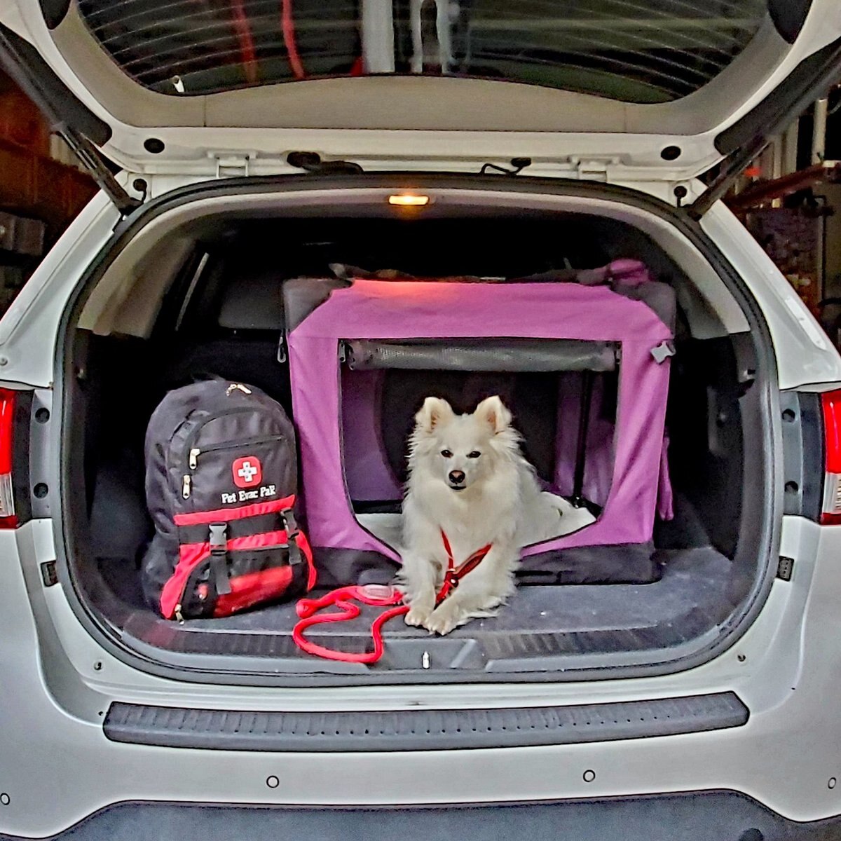 PET EVAC PAK Small & Medium Dog Pak Pet Emergency Kit - Chewy.com