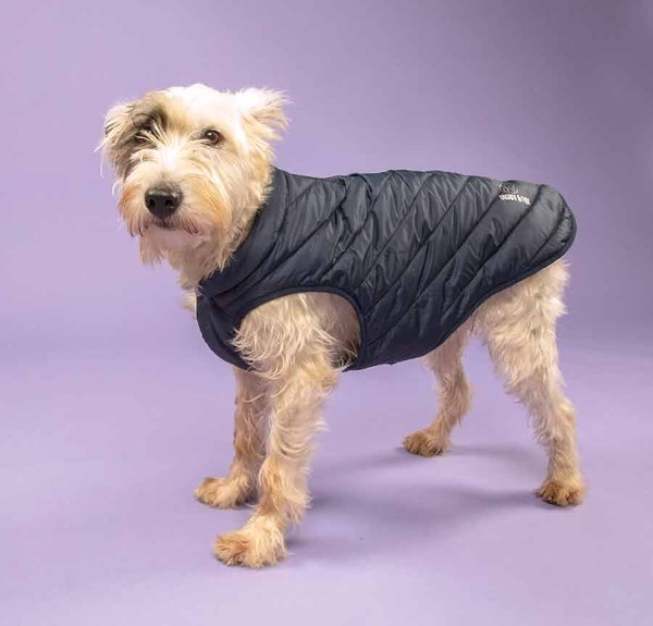 Discontinued - SHIRES EQUESTRIAN PRODUCTS Digby & Fox Padded Dog Coat ...
