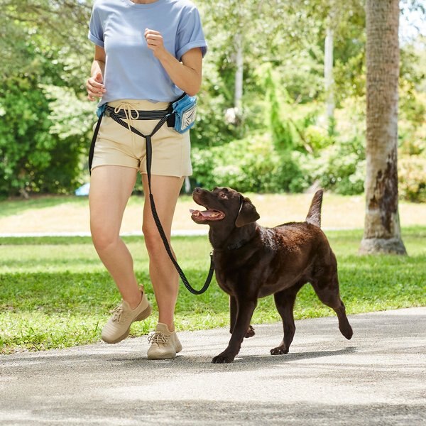 FRISCO Outdoor Running Belt with Bungee Dog Leash, Blue, ML - Chewy.com