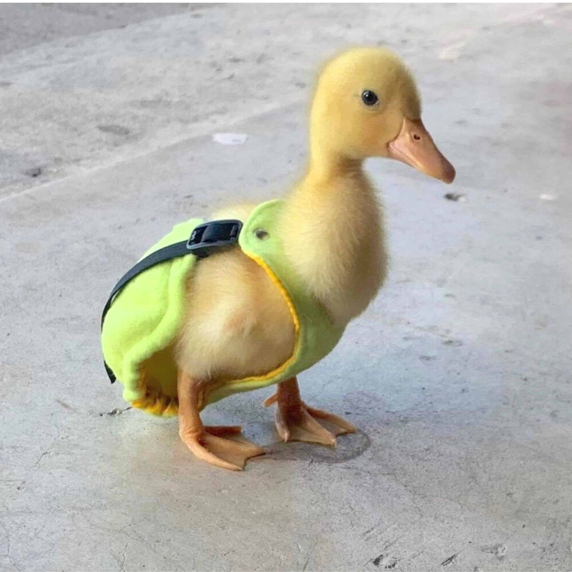 Questions and Answers about THE WELL DRESSED CHICK Duckling Diaper