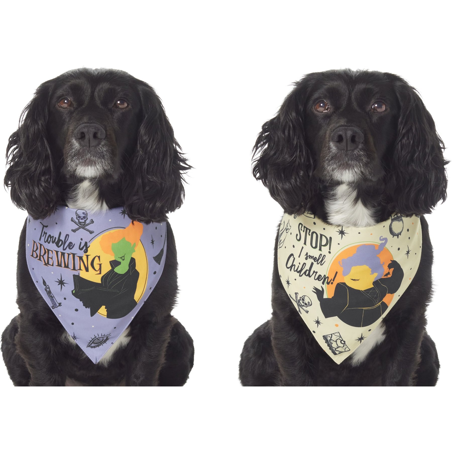 DISNEY Hocus Pocus Reversible Dog & Cat Bandana, Medium/Large - Chewy.com
