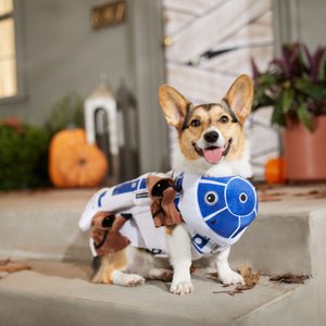 10 Best Dog Costumes 2024: According to Reviews | Chewy