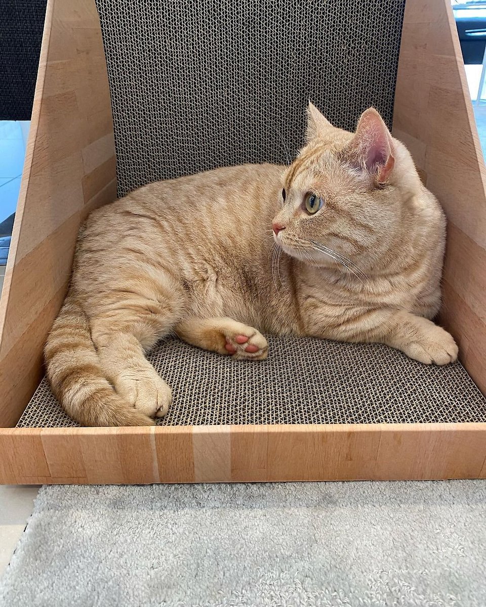 NECOICHI Stretch & Scratch Wall Cat Scratcher Toy - Chewy.com