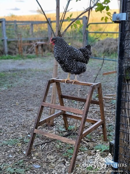 Temporarily Unavailable - COOPS & FEATHERS Poultry Portable A-Frame Hen ...