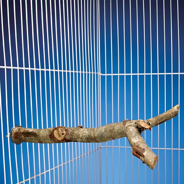 Discontinued - BIRD LIFE Parakeet & Small Bird Perch, 8-in - Chewy.com