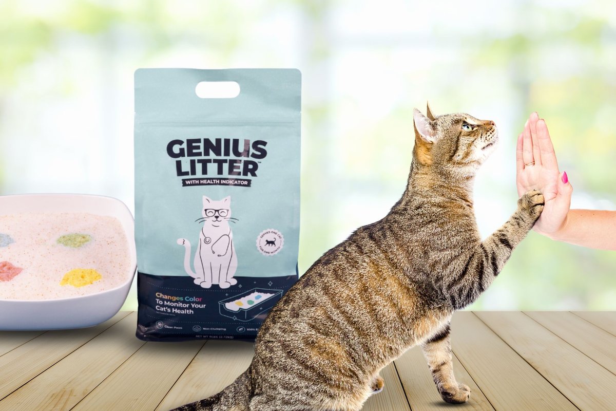 GENIUS LITTER with Health Indicator Cat Litter, 6-lbs - Chewy.com