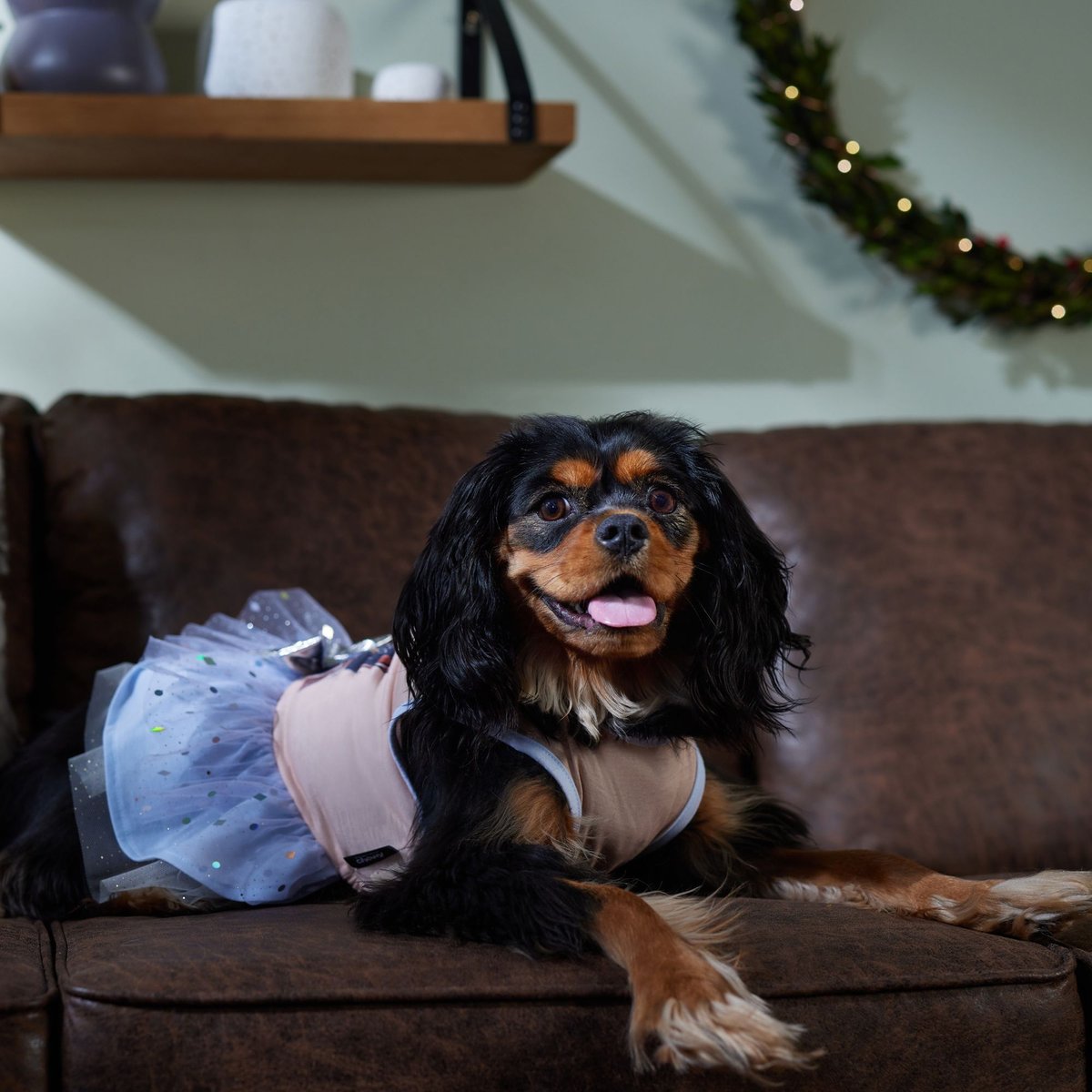 DISNEY Frozen's Anna & Elsa Dog & Cat Dress, Large - Chewy.com