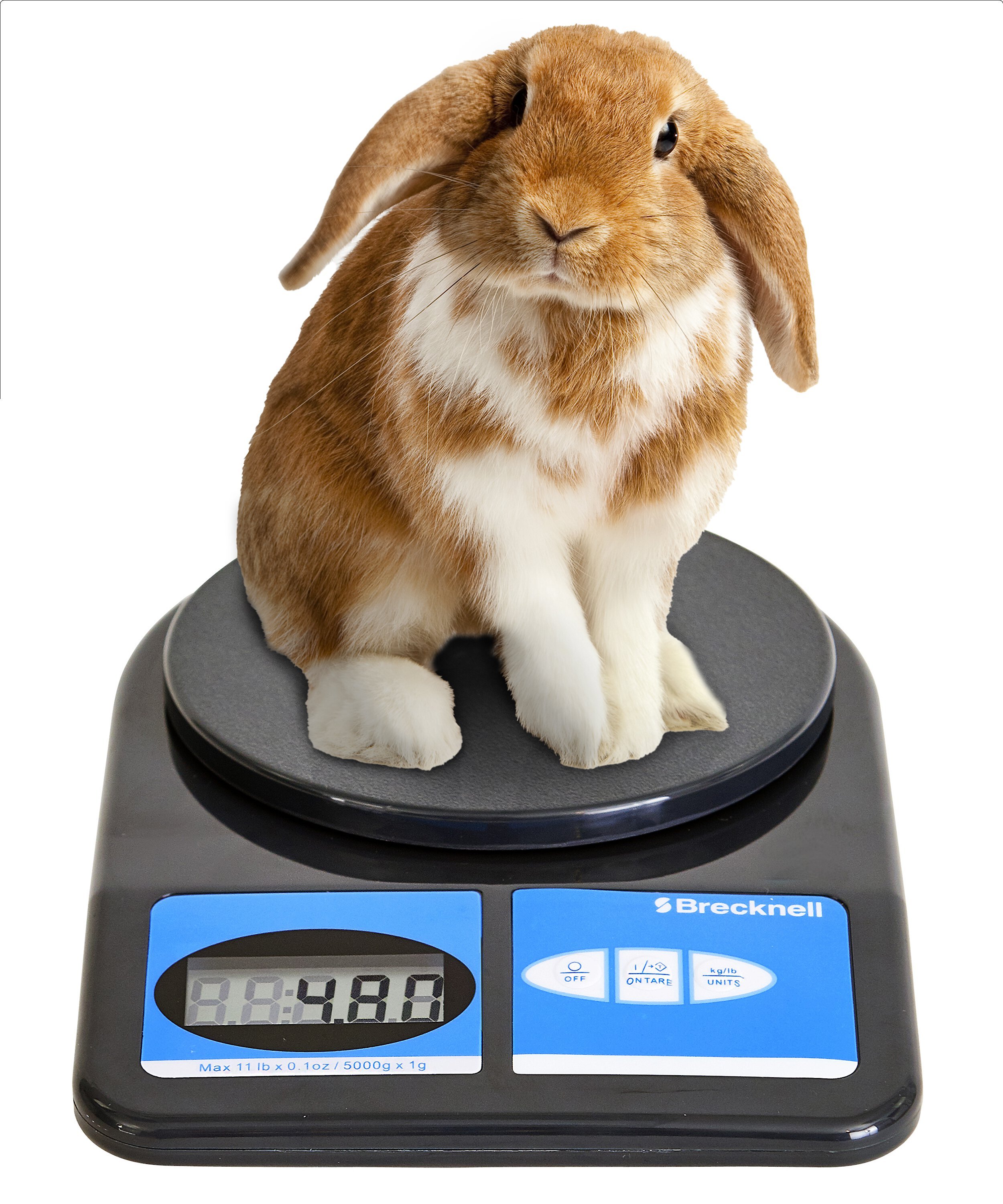 Questions and Answers about BRECKNELL 311 Digital Scale