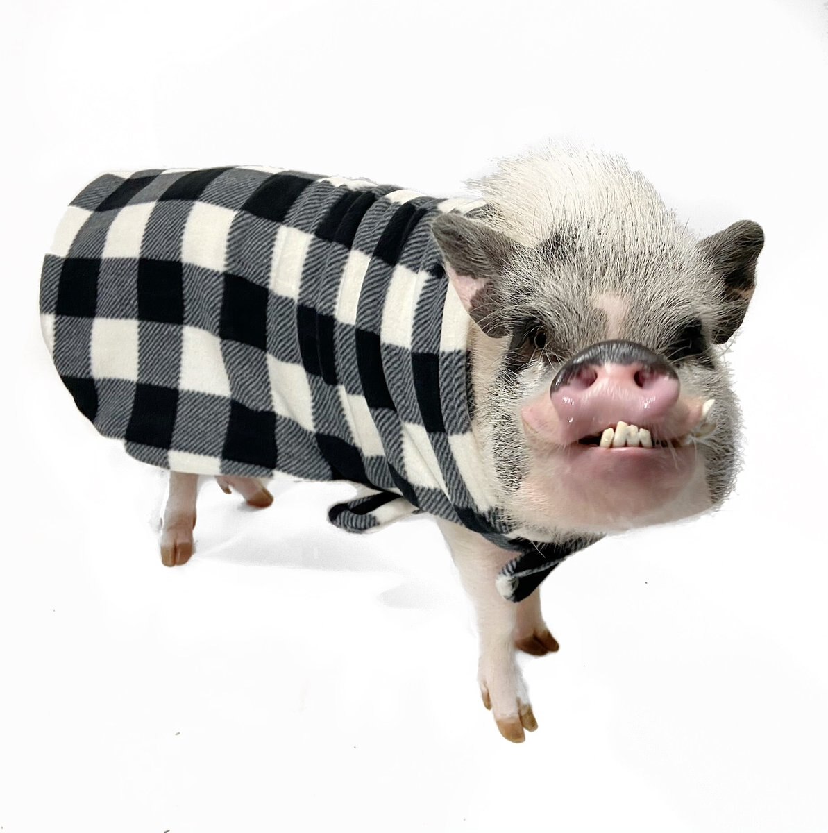 Discontinued - MORTY'S PIG CLOTHES Fleece Strap Pig Sweater, White ...