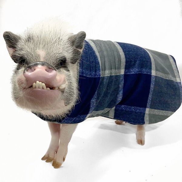 Discontinued - MORTY'S PIG CLOTHES Fleece Strap Pig Sweater, Navy Plaid ...