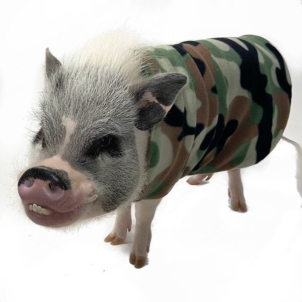 Discontinued - MORTY'S PIG CLOTHES Fleece Strap Pig Sweater, Camo, XXXX ...