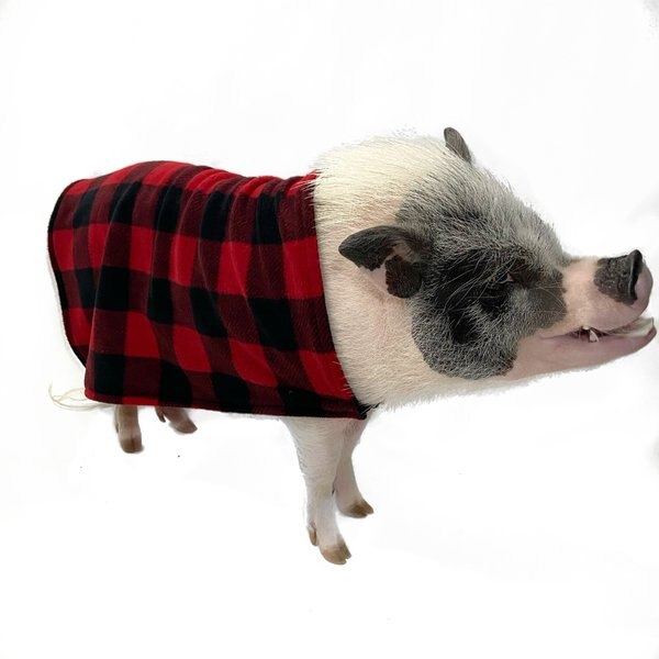 Discontinued - MORTY'S PIG CLOTHES Easy-on Elastic Fleece Cloak Dog ...