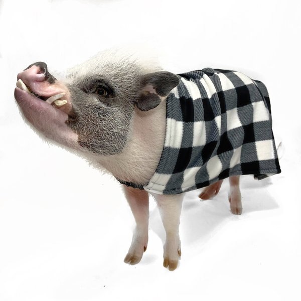 MORTY'S PIG CLOTHES Fleece Strap Pig Sweater, White Plaid, XXX-Large ...